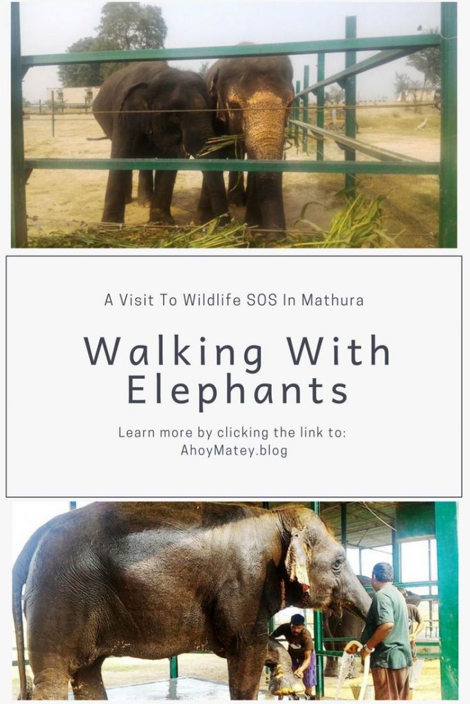 Walking With Elephants: A Visit To Wildlife SOS In Mathura
